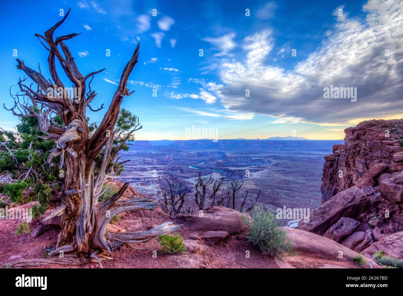 Ancient juniper tree on the edge of the Island in the Sky Mesa at the ...