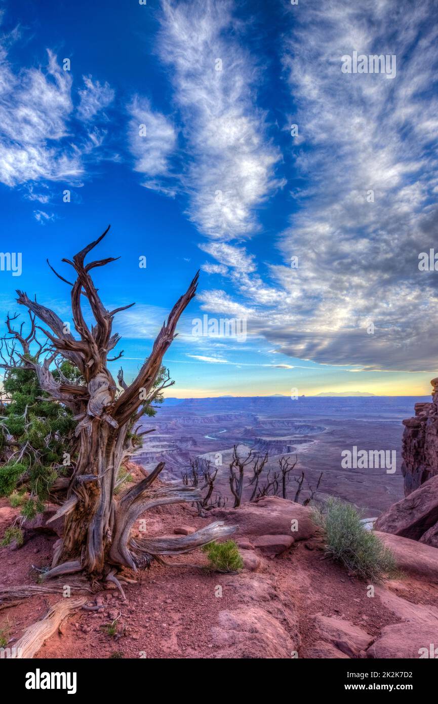 Ancient juniper tree on the edge of the Island in the Sky Mesa at the ...