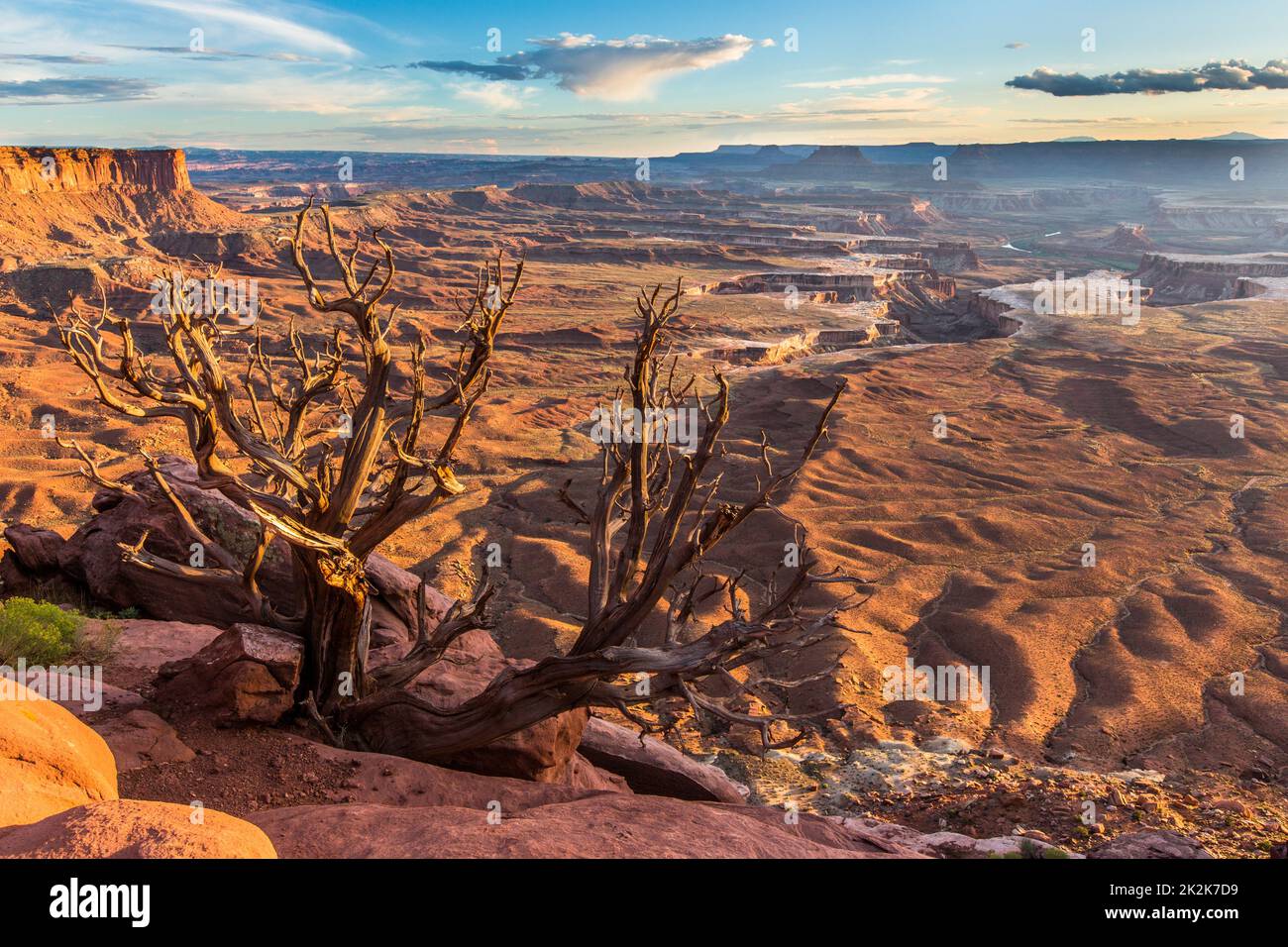 A dead tree on the edge of the Island in the Sky Mesa at the Green ...