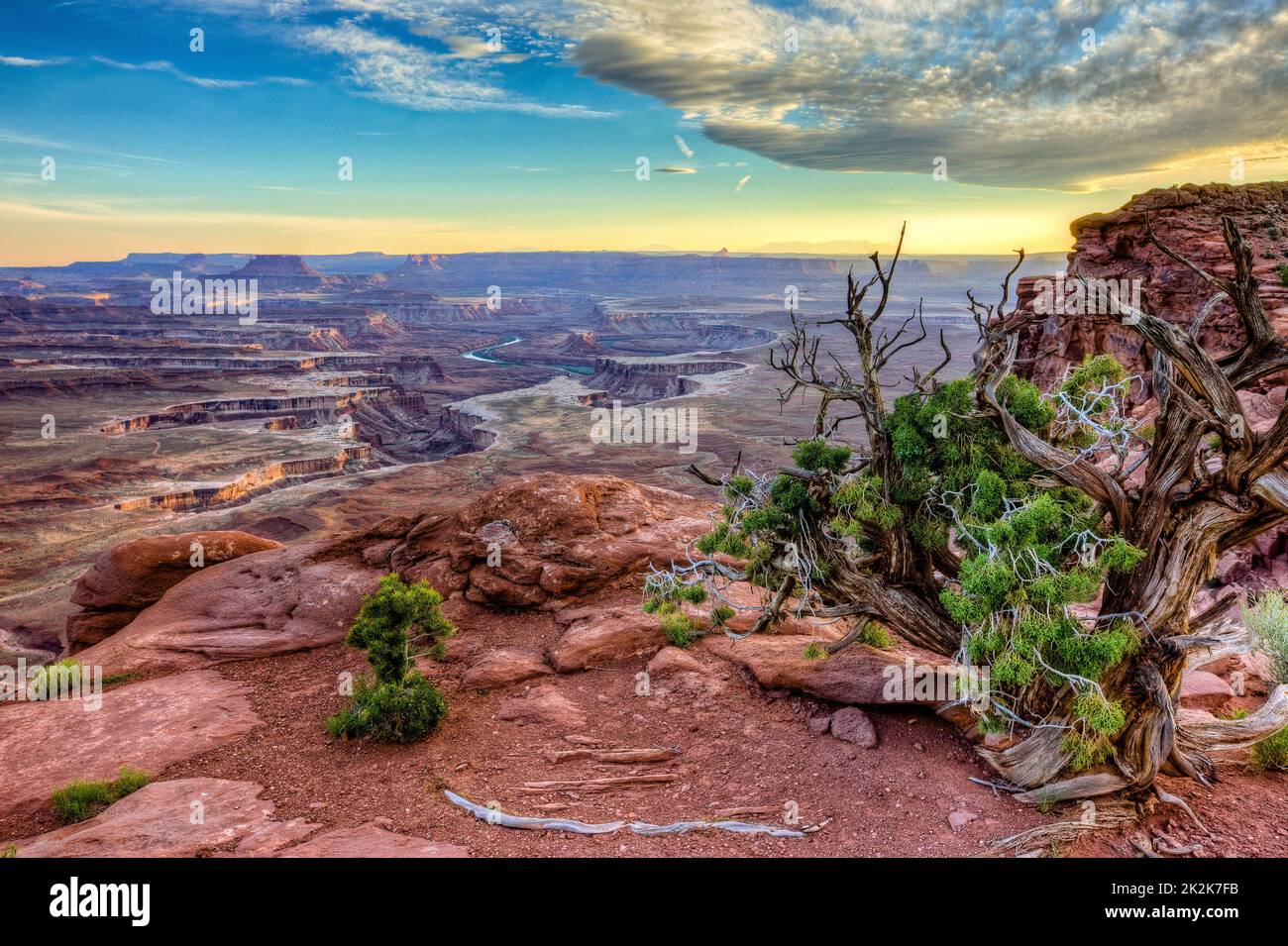 Ancient juniper tree on the edge of the Island in the Sky Mesa at the ...