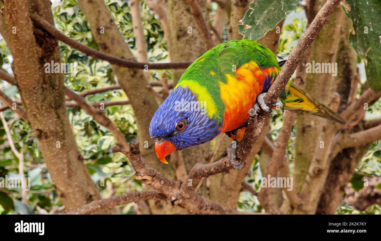 Honey parrots hi-res stock photography and images - Alamy