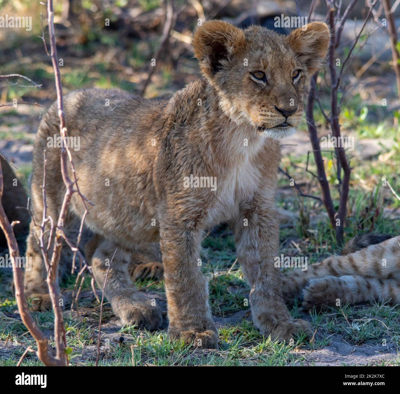A lion cub watches its natural habitat from the shade of a bush on the ...