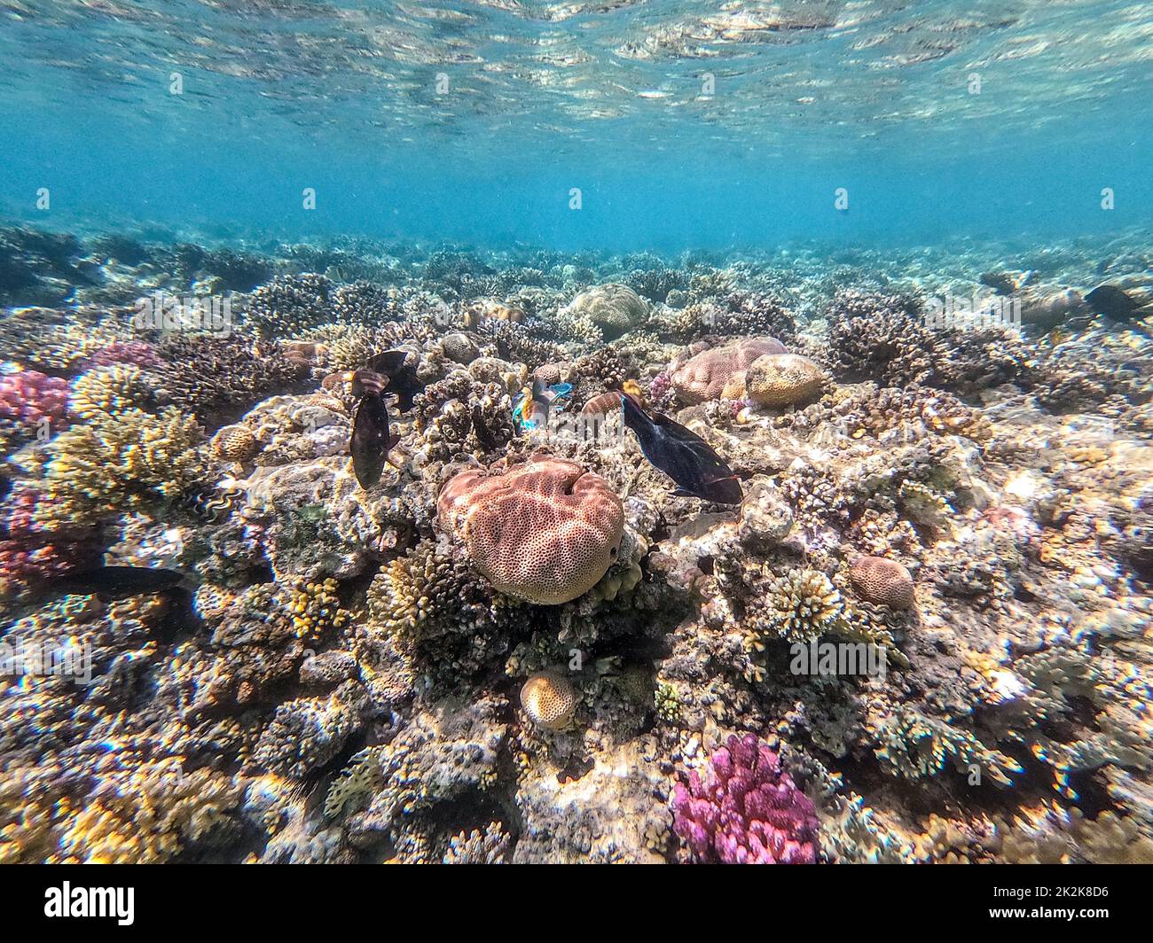 Colorful tropical Hipposcarus longiceps or Longnose Parrotfish known as ...