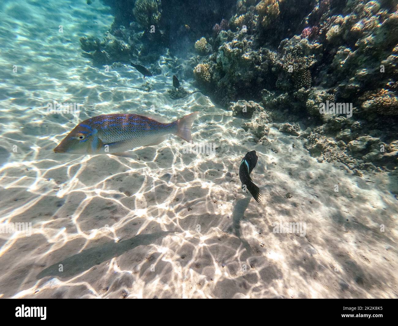 Tropical Spangled Emperor fish known as Lethrinus Nebulosus underwater ...