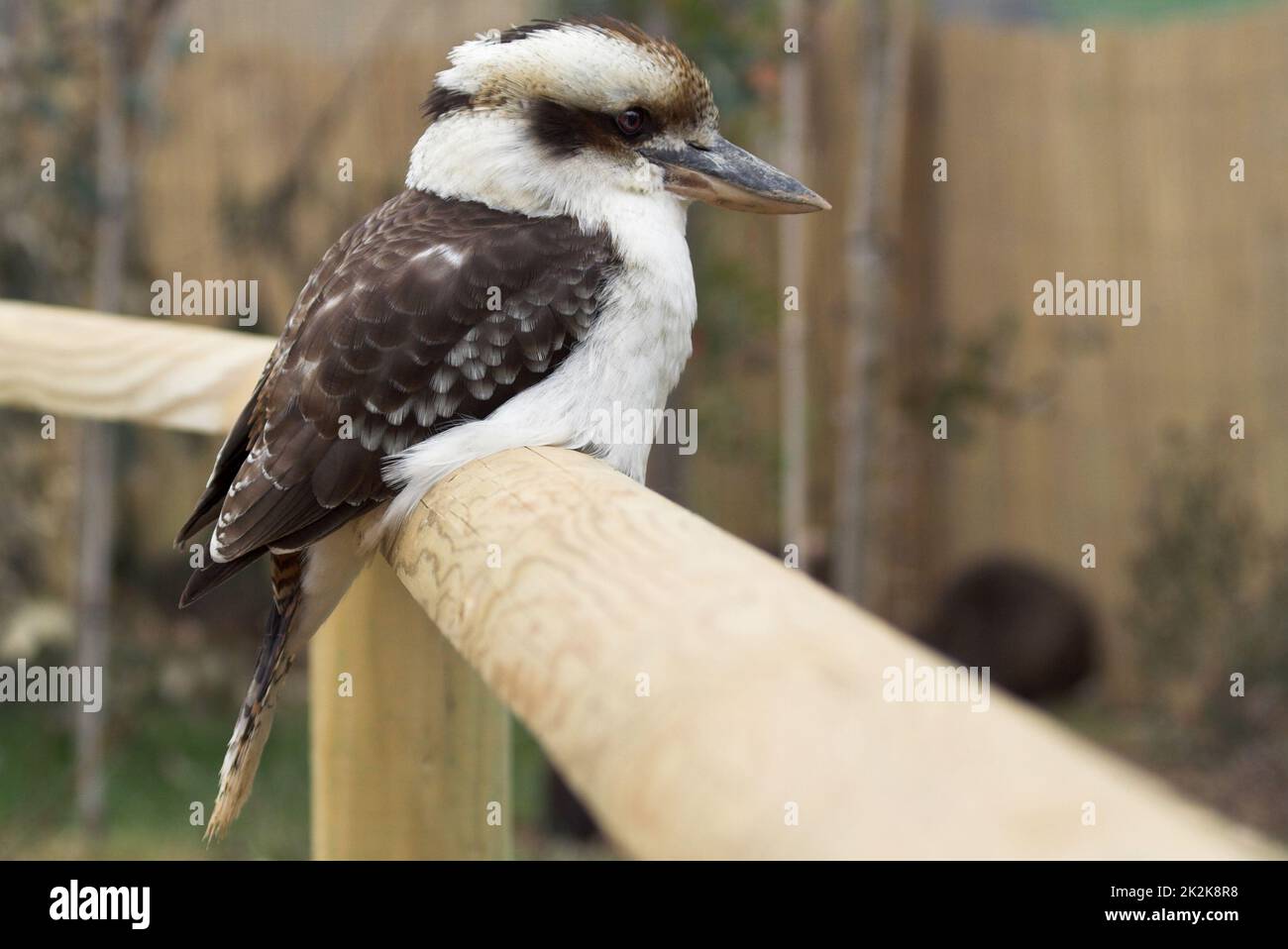 Kookaburra on fencing rail hi-res stock photography and images - Alamy