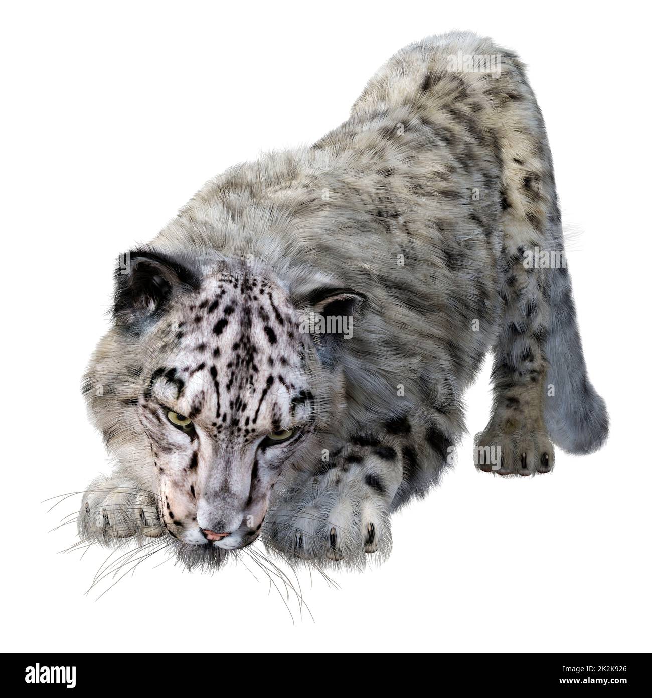 Snow leopard Cut Out Stock Images & Pictures - Alamy