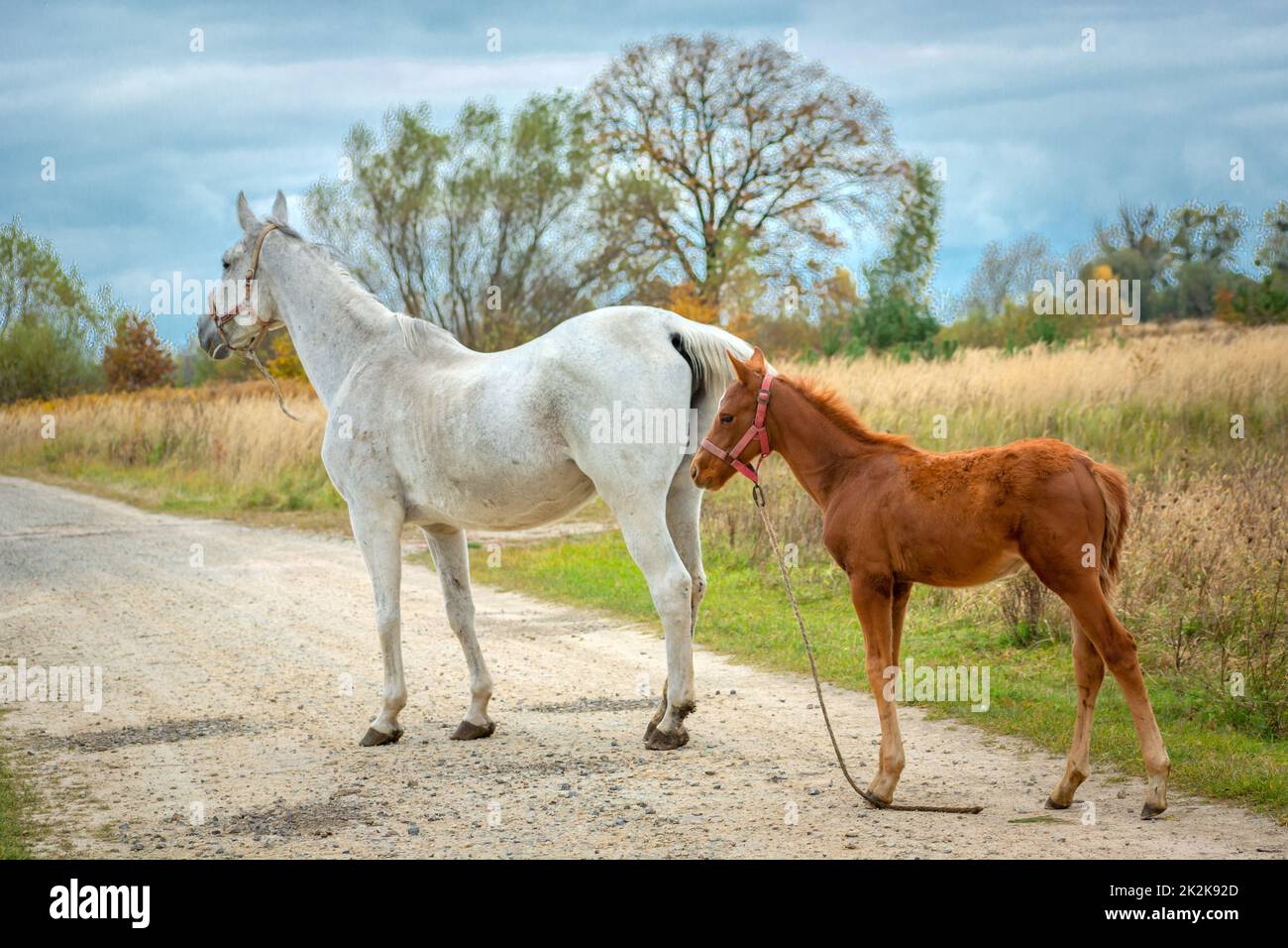 White mare hi-res stock photography and images - Alamy