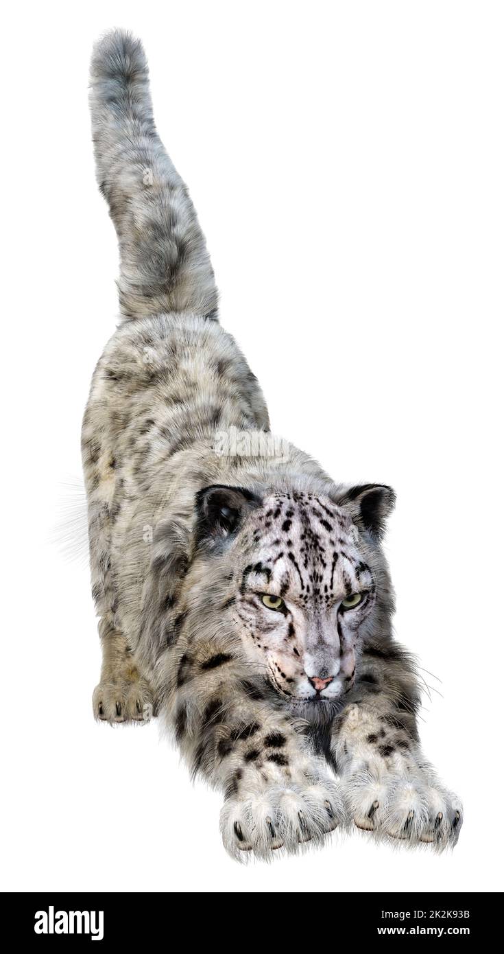 Big cat stretching hi-res stock photography and images - Alamy