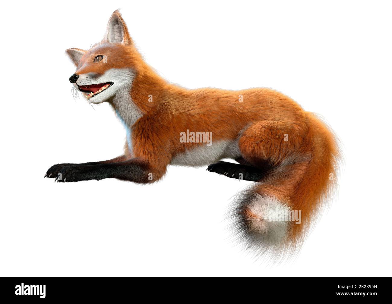 3D Rendering Red Fox on White Stock Photo - Alamy