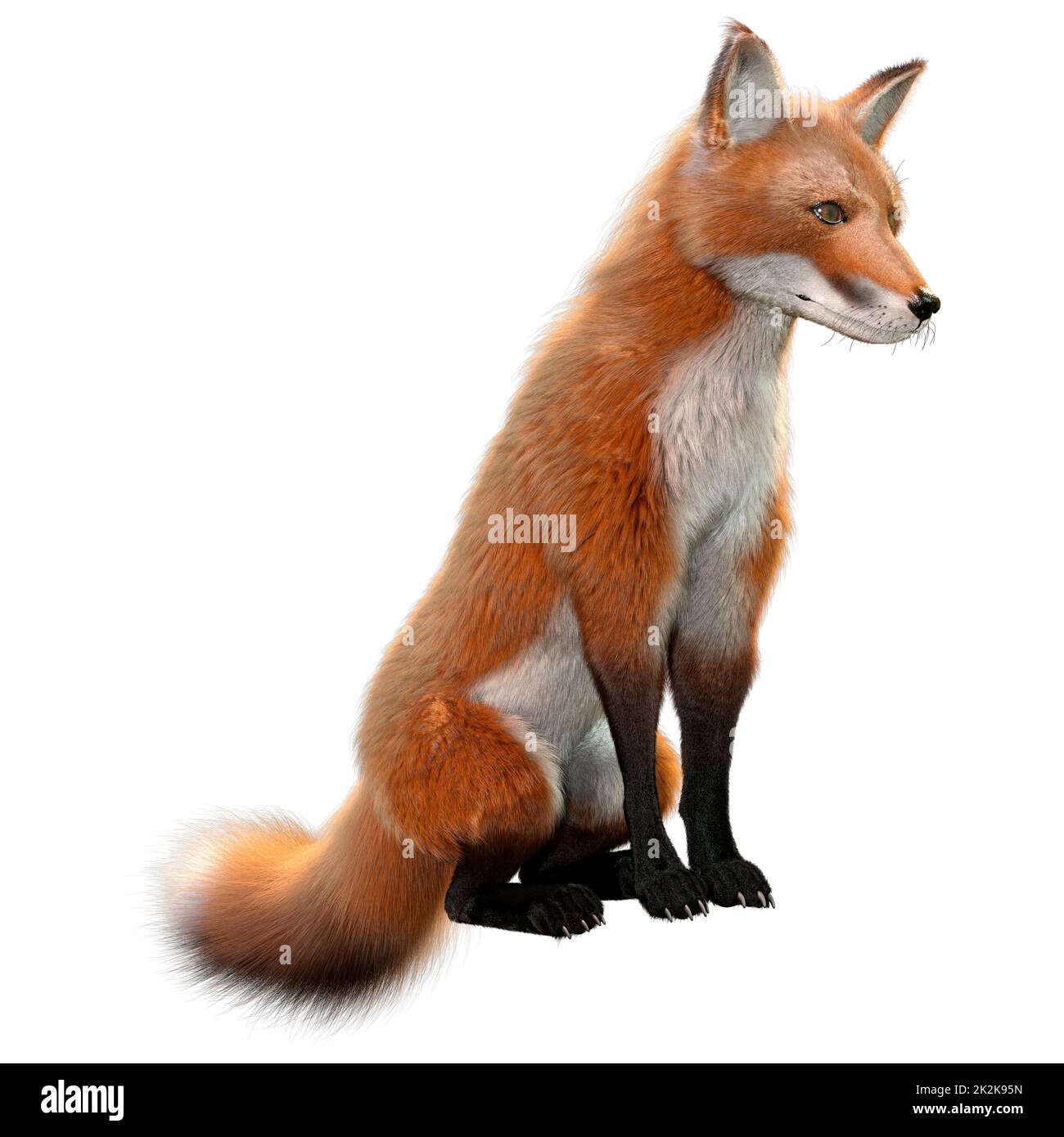 3D Rendering Red Fox on White Stock Photo - Alamy