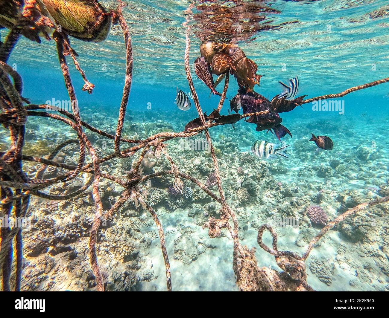 Tropical sailfin tang or Desjardin's sailfin tang known as Zebrasoma ...