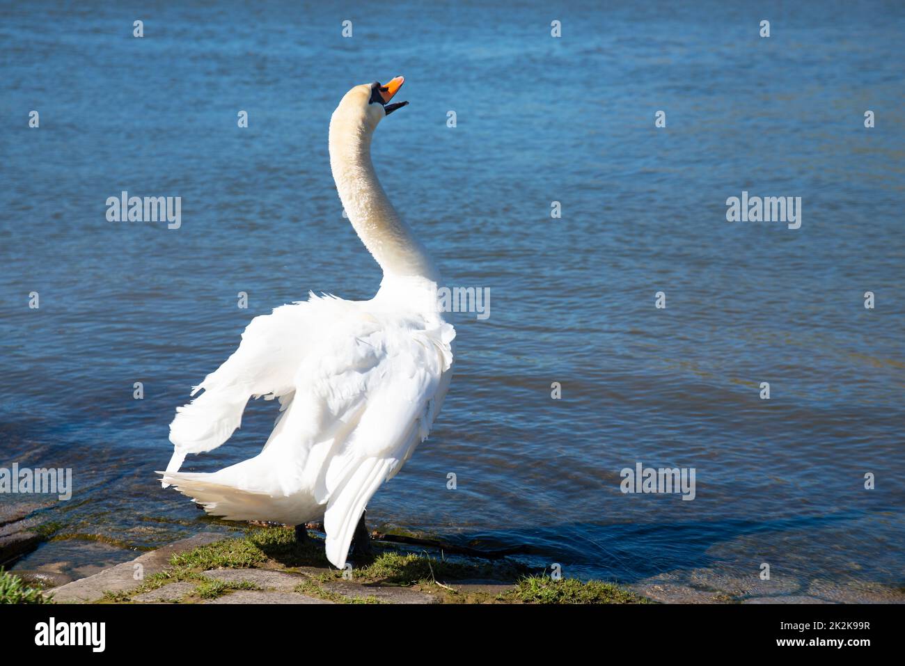 White swan flapping the wings, Moselle river in Germany, water birds ...