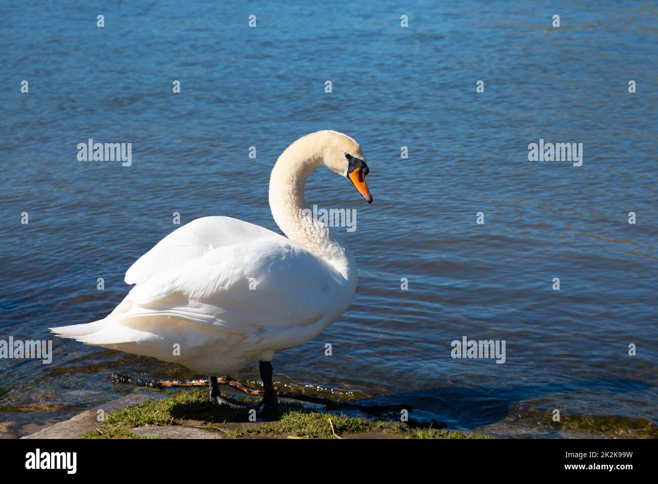 White swan flapping the wings, Moselle river in Germany, water birds ...