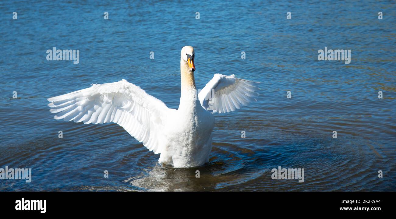 White swan flapping the wings, Moselle river in Germany, water birds ...
