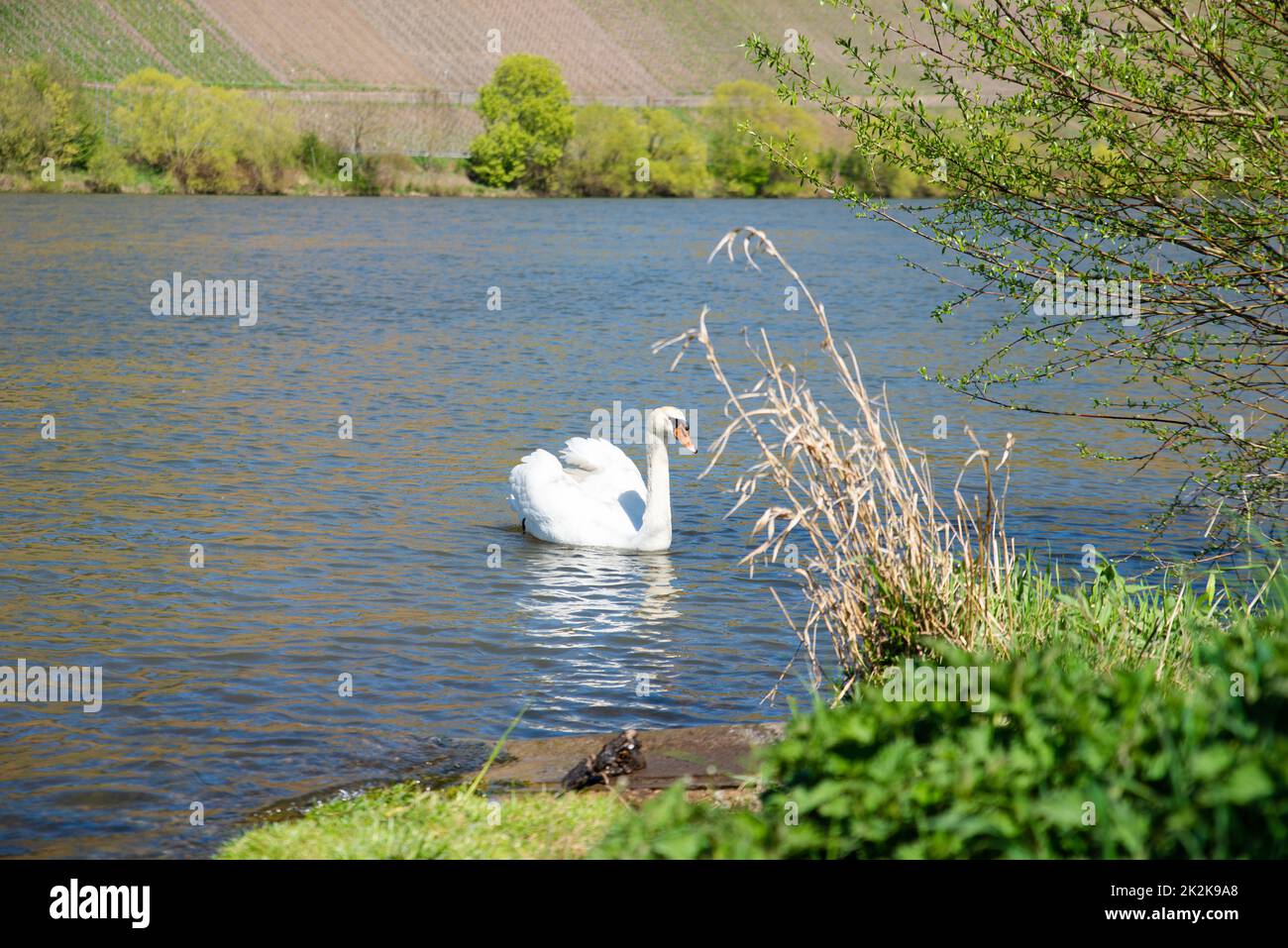 White swan flapping the wings, Moselle river in Germany, water birds ...