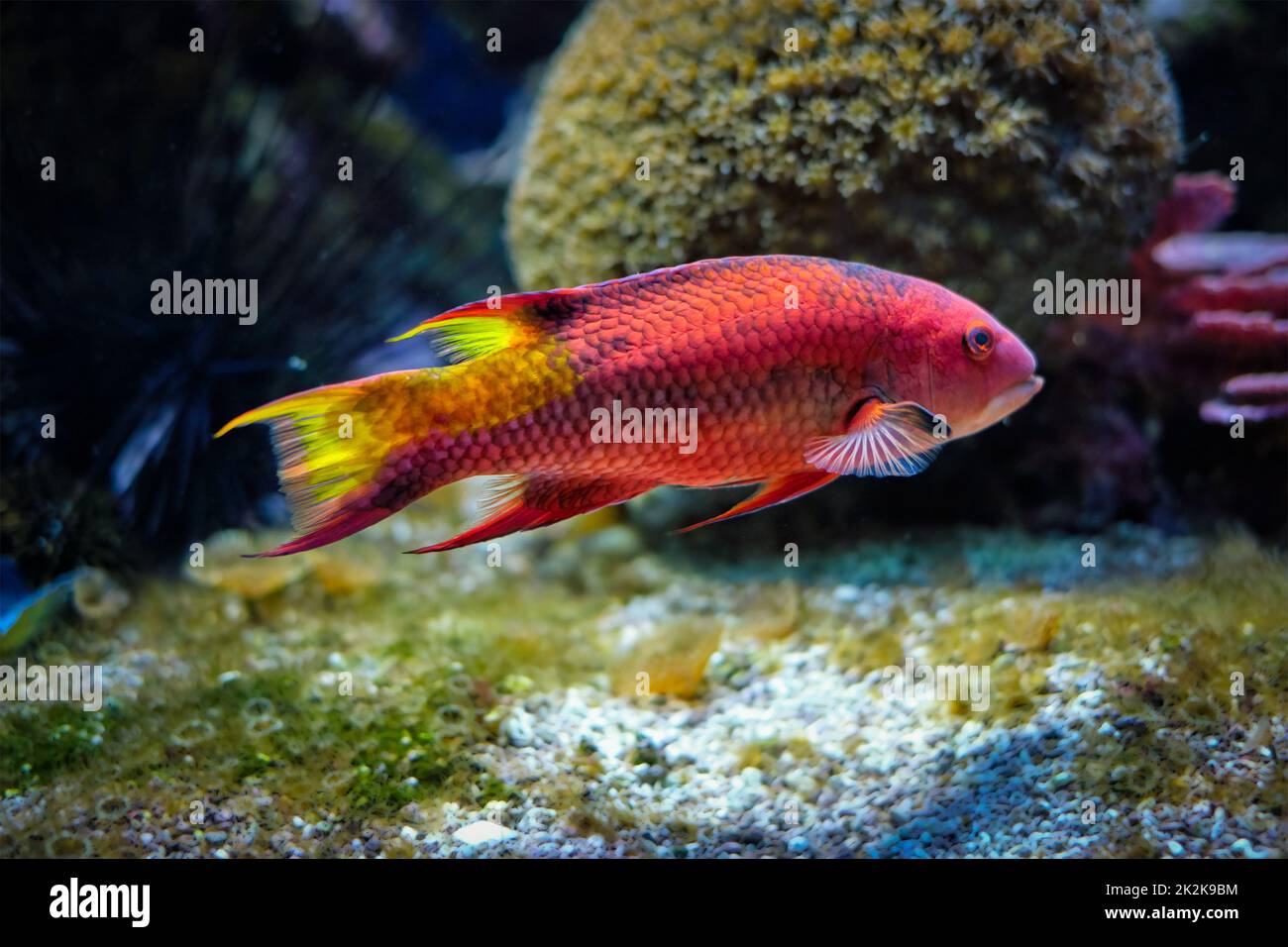 Spotfin hogfish underwater in sea Stock Photo - Alamy