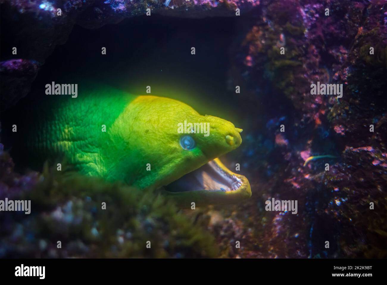 Moray eel fish underwater in sea Stock Photo - Alamy