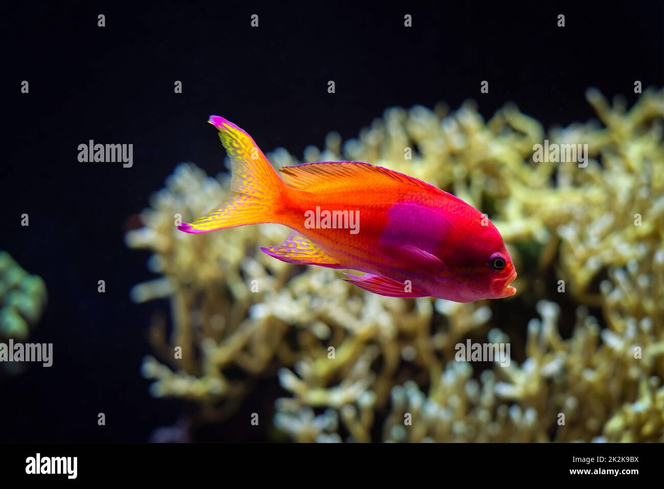 Squarespot anthias Pseudanthias pleurotaenia fish underwater in sea ...