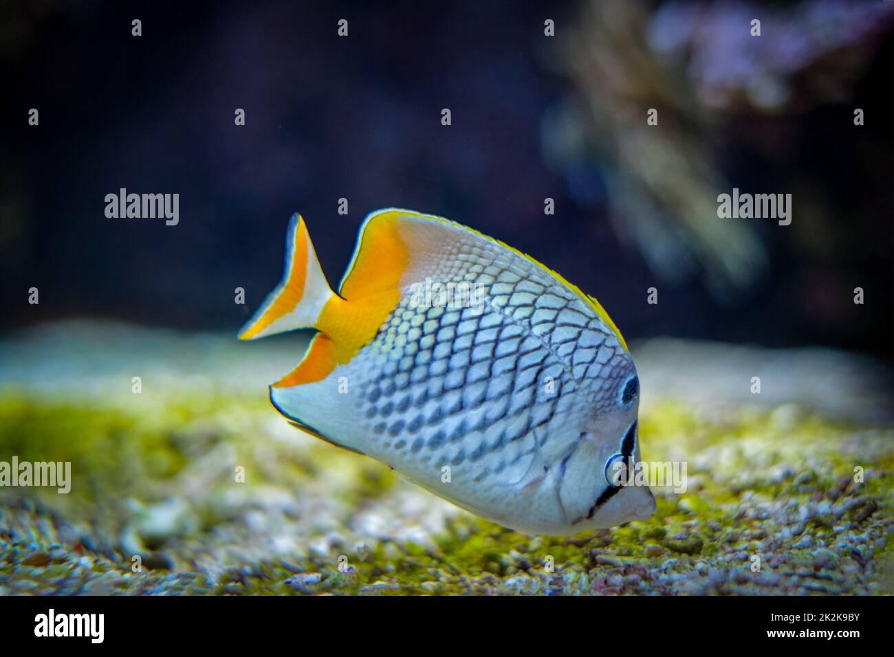 pearlscale butterflyfish Chaetodon xanthurus fish underwater in sea ...