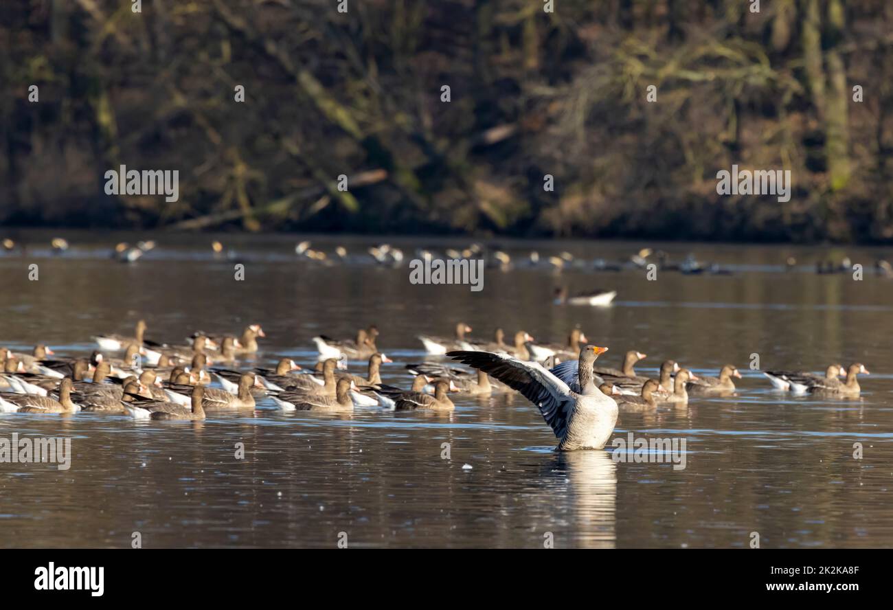 Great Goose, (Anser anser), Southern Bohemia, Czech Republic Stock ...