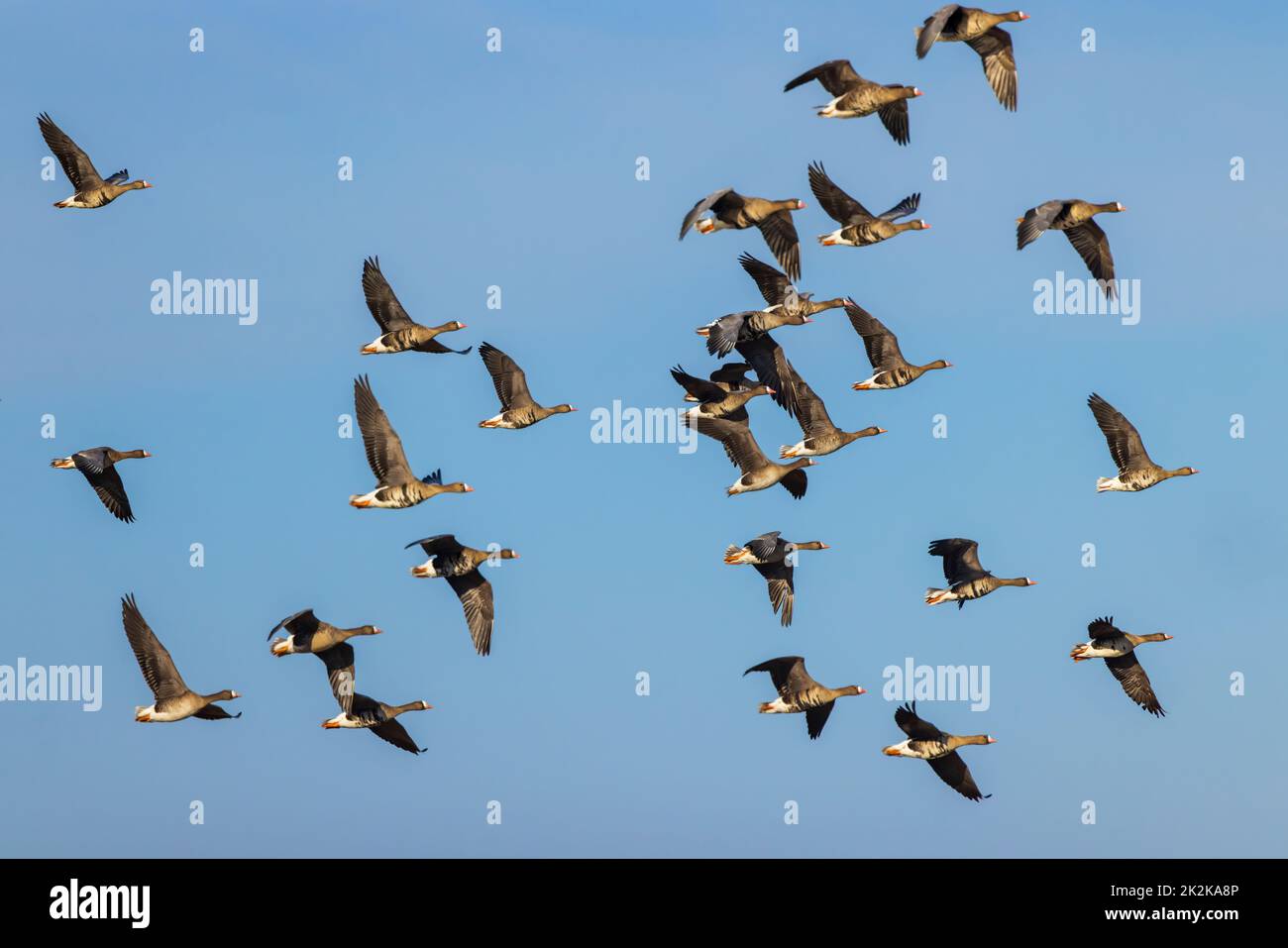 Great Goose, (Anser anser), Southern Bohemia, Czech Republic Stock ...