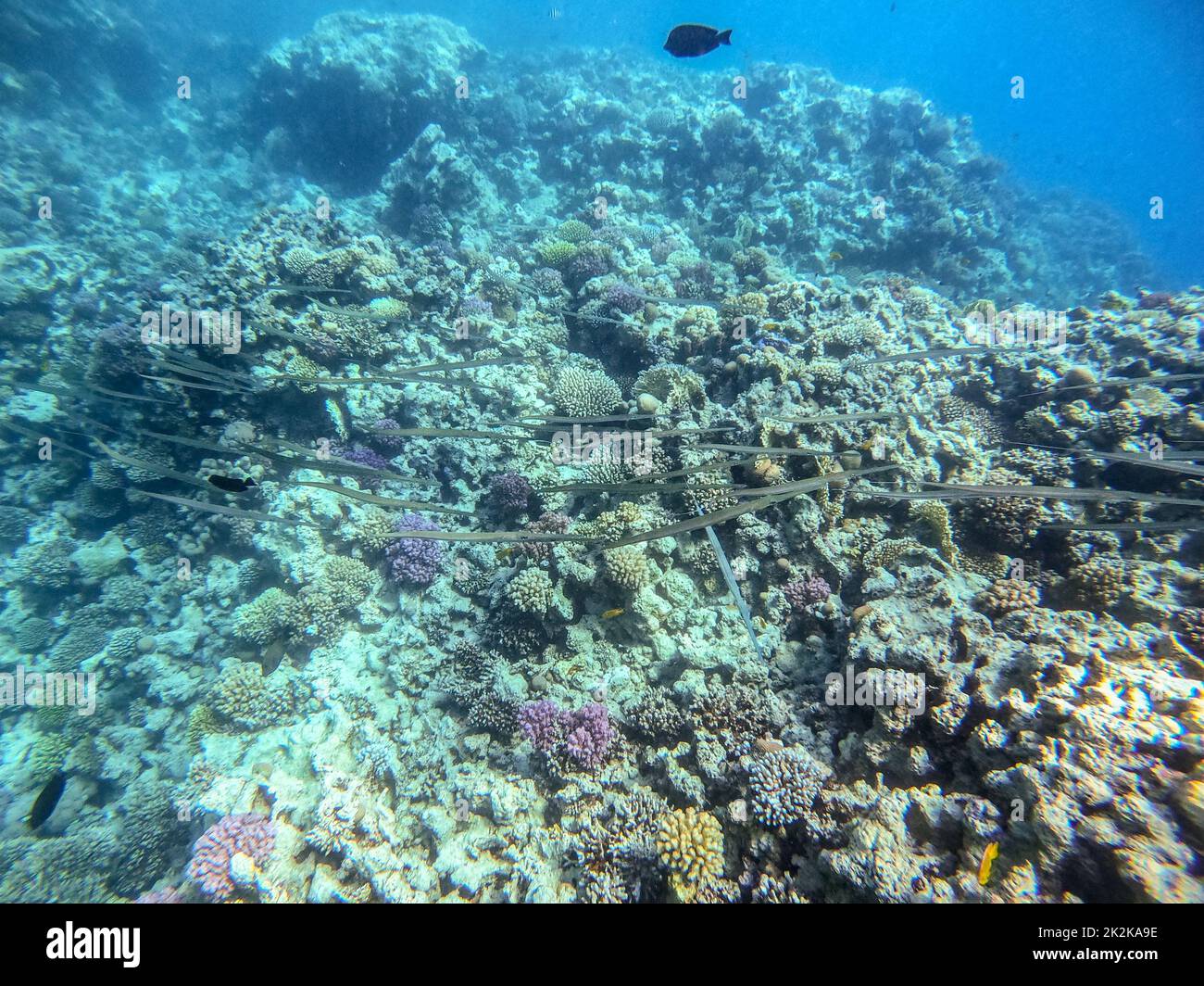 Shoal of tropical bluespotted cornet fish, smooth cornet fish or smooth ...