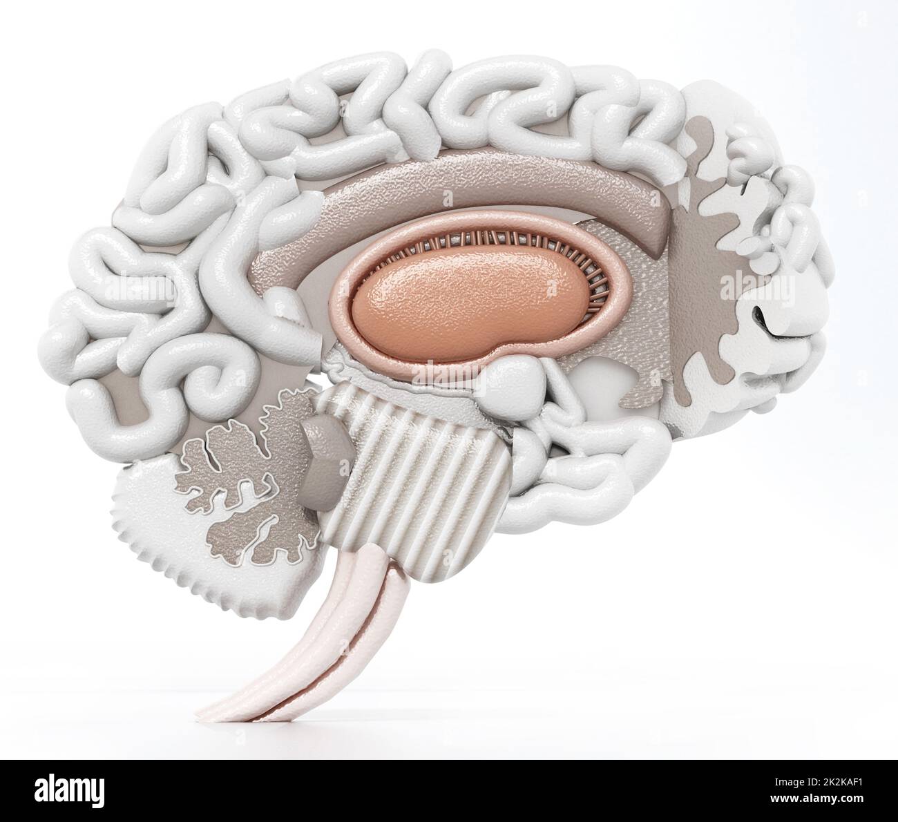 Layered anatomic 3D illustration of human brain. 3D illustration Stock ...