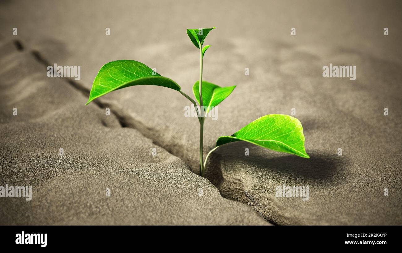 Sprout growing on the desert. 3D illustration Stock Photo - Alamy