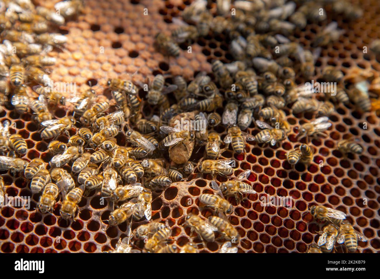 Frames of a beehive. Close up view of big cell with young bee queen ...