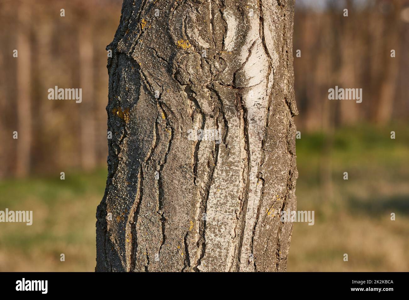 Tree trunk in a forest Stock Photo - Alamy