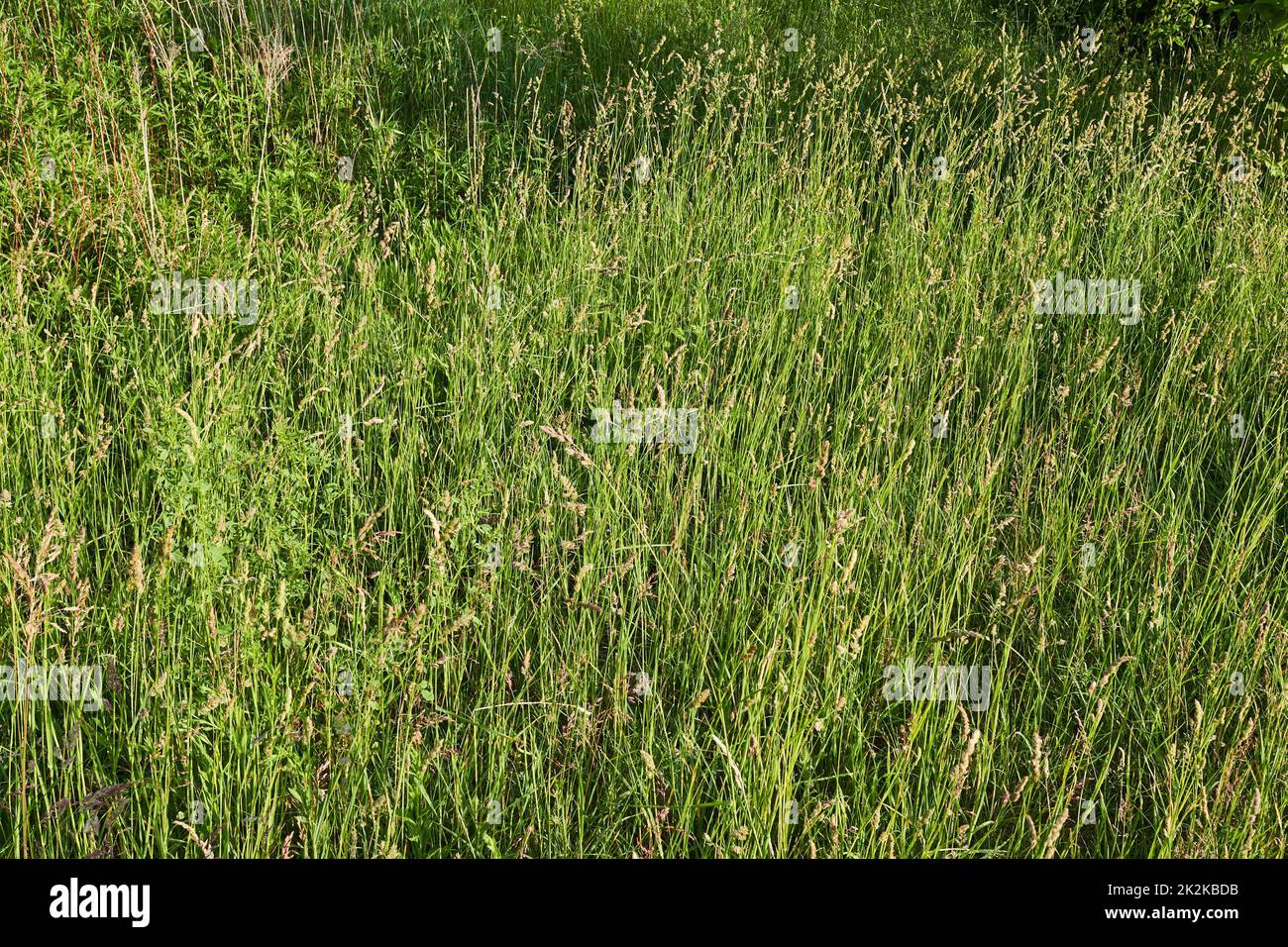 Green Grass Field Stock Photo - Alamy