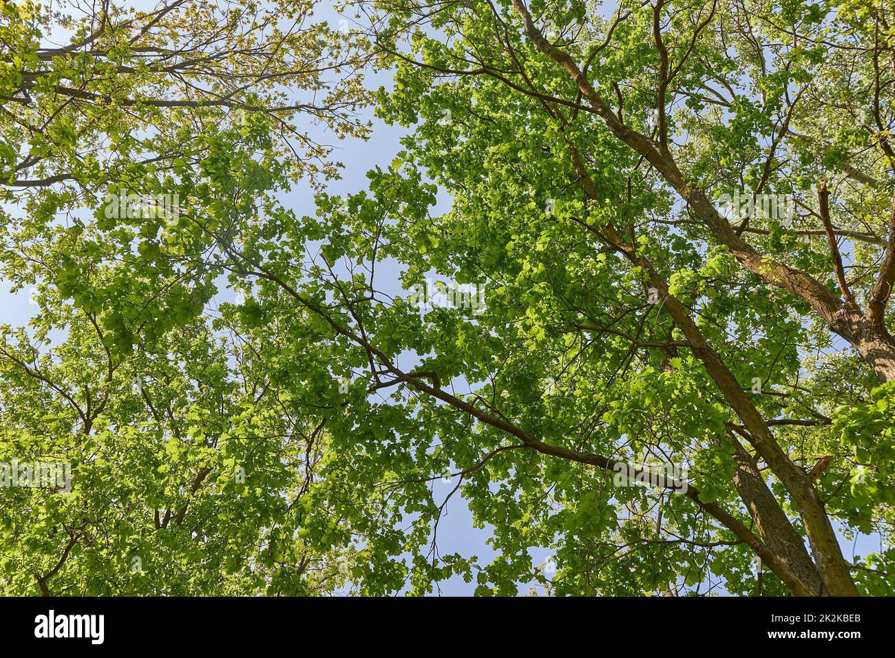Spring Green Leaves Stock Photo - Alamy