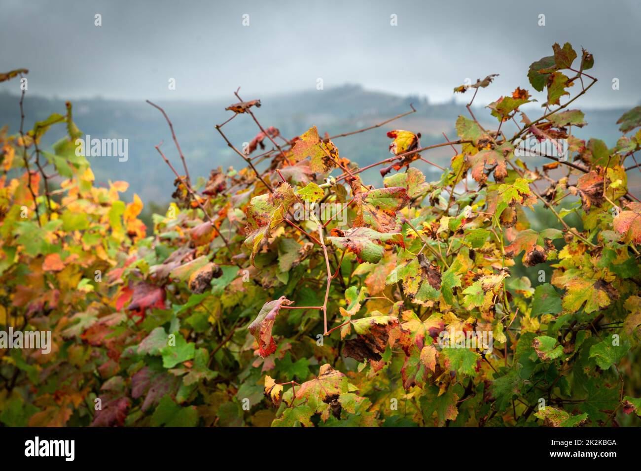 Landscape of Barolo wine region Stock Photo - Alamy