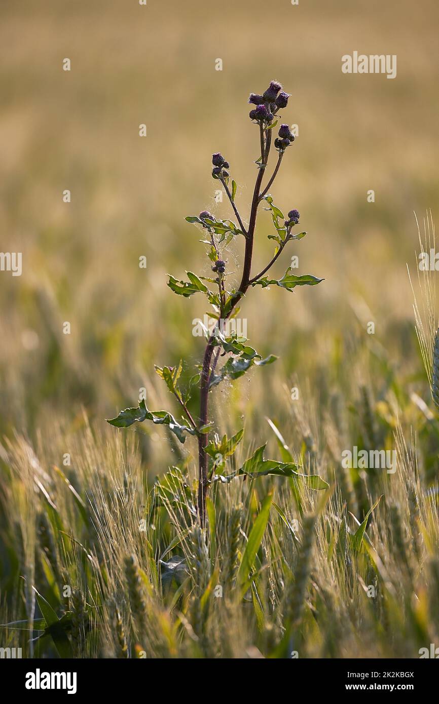 Weed plant growing Stock Photo - Alamy