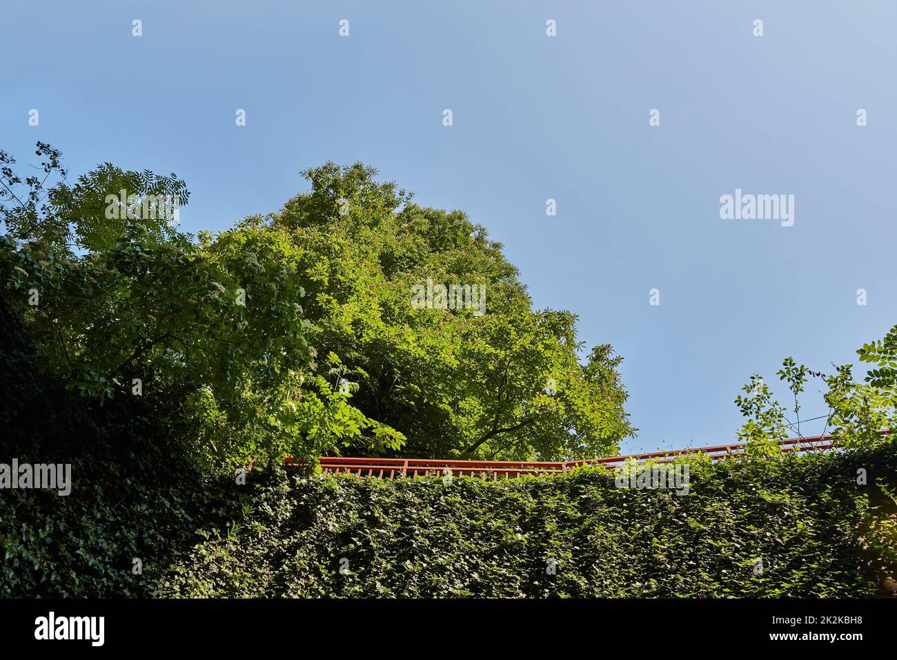 Summer Green Tree Leaves Top Stock Photo - Alamy