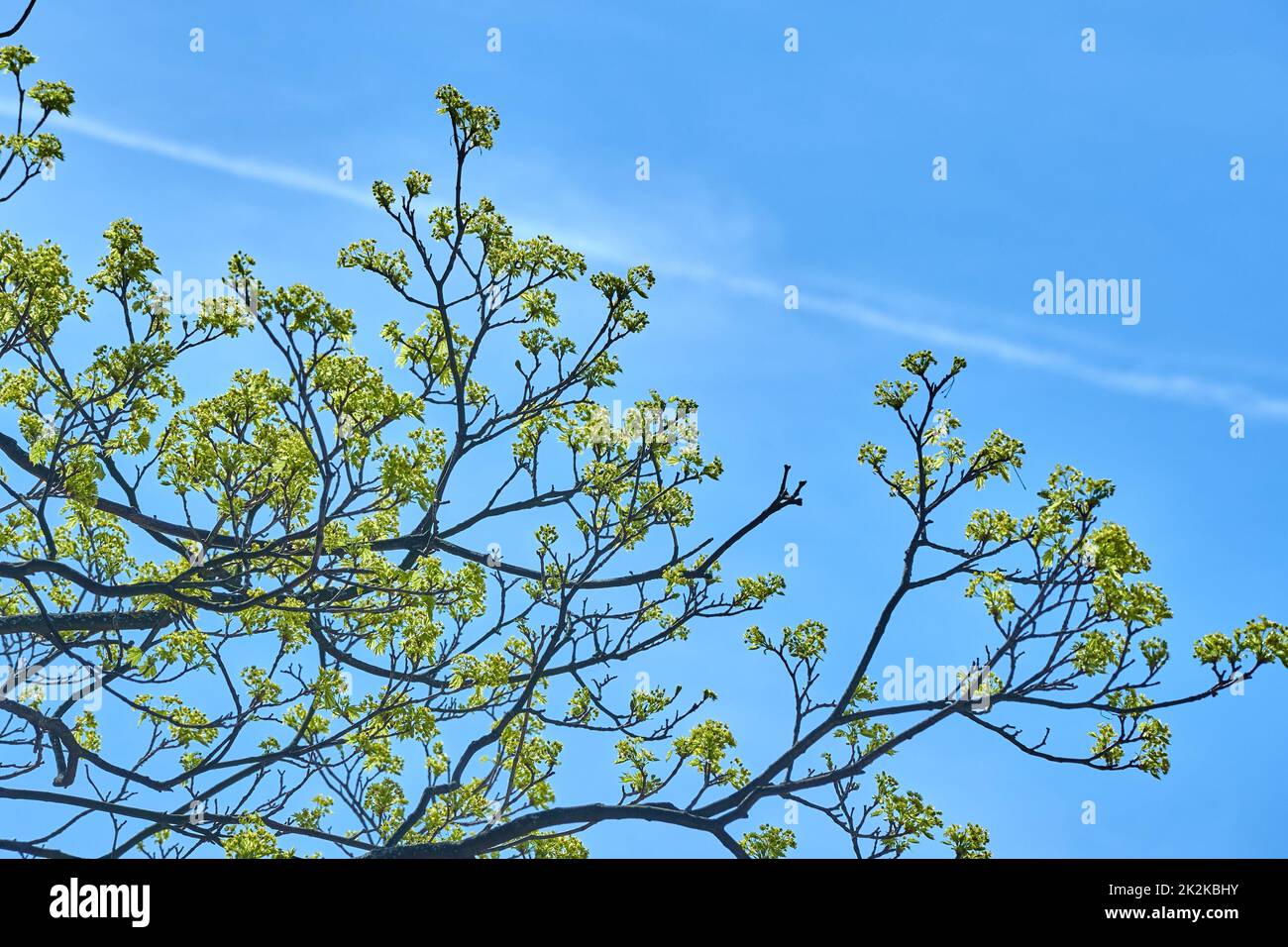 Spring Green Leaves Tree Branch Stock Photo - Alamy