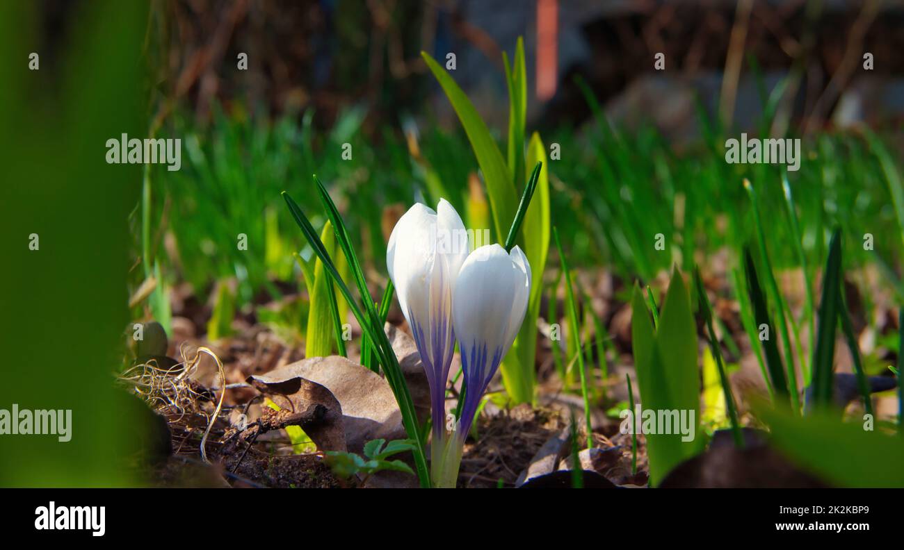 Purple crocus flowers awakening in spring meadow Stock Photo - Alamy