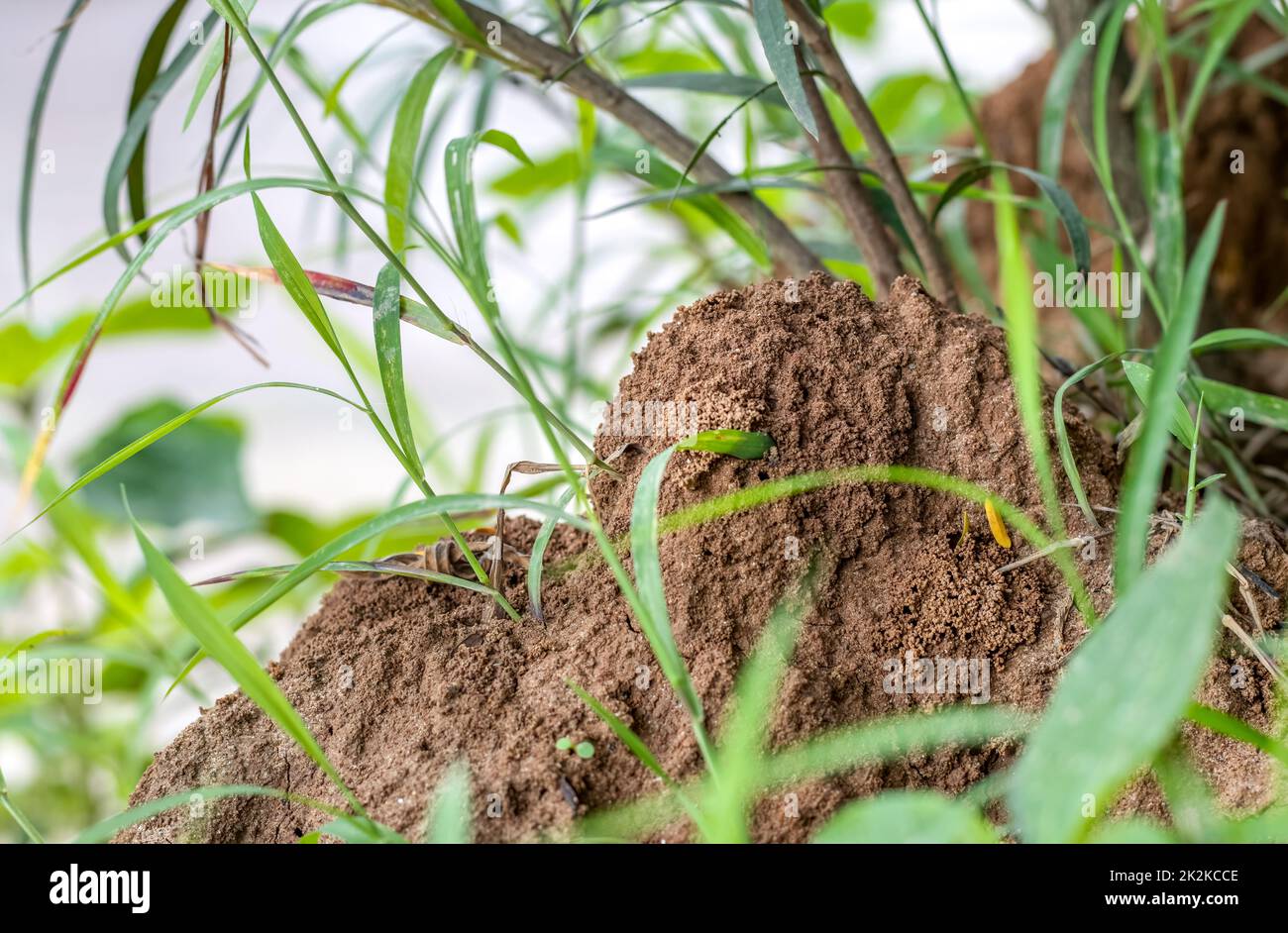 Abandoned ant hill inside of the forest with selective focus Stock ...