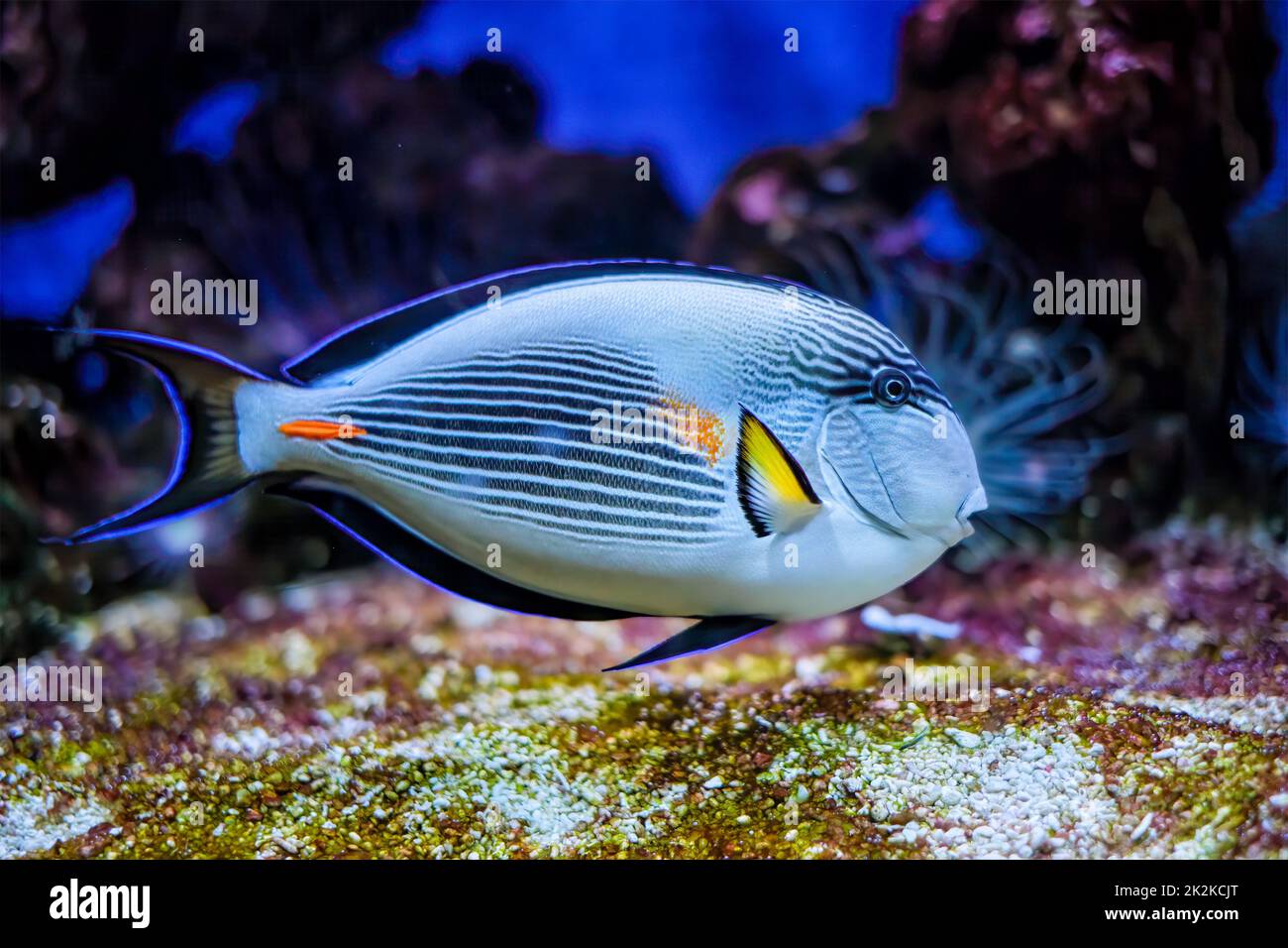 Arabian surgeonfish hi-res stock photography and images - Alamy
