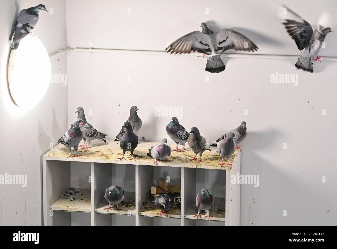 Bernau, Germany. 20th Sep, 2022. Pigeons can be seen at artificial ...