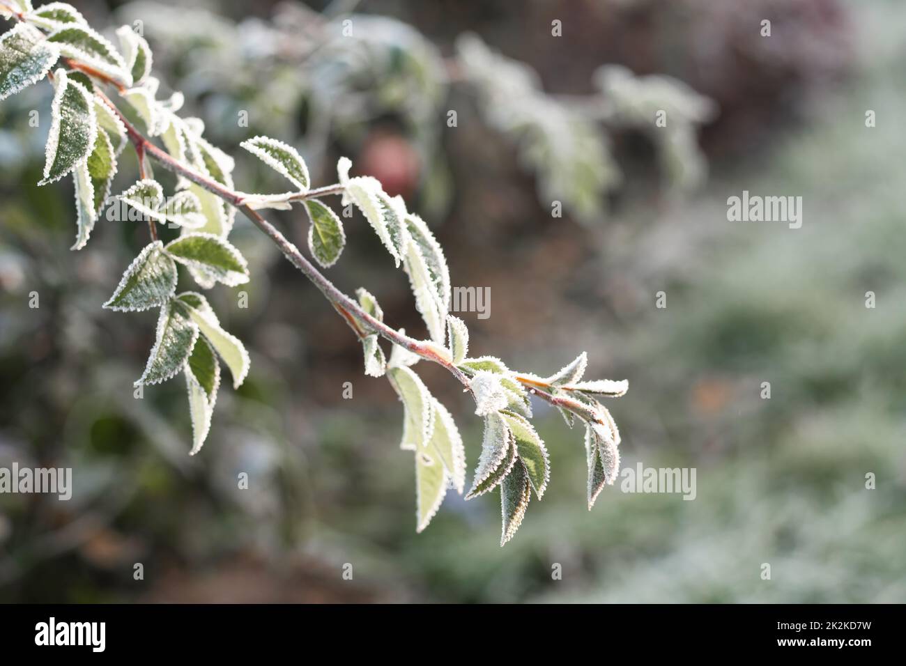 First autumn frost. Partially blurred branch of rose bush, covered with ...