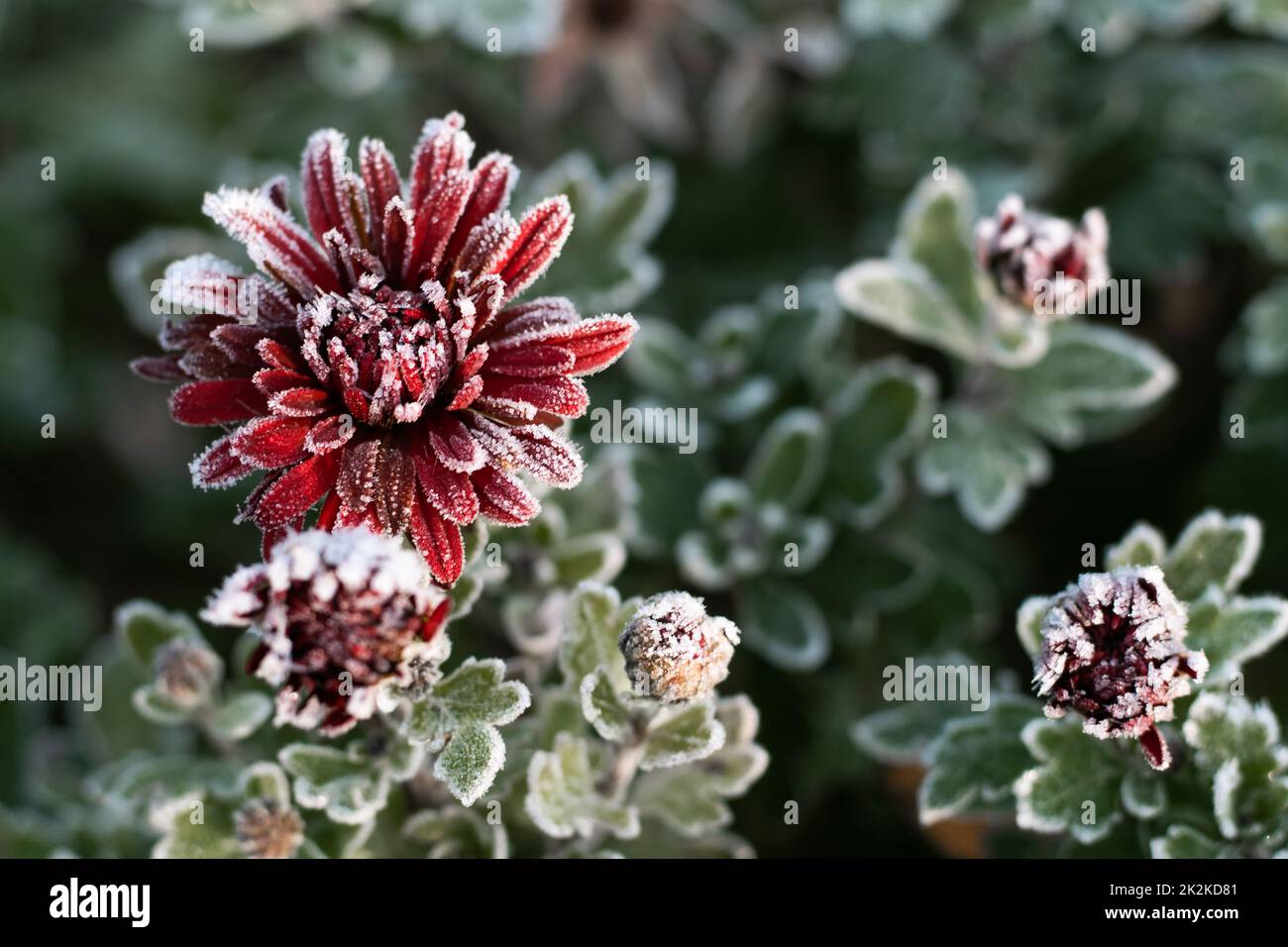 First autumn frost. Bush with burgundy blooming chrysanthemum, covered ...