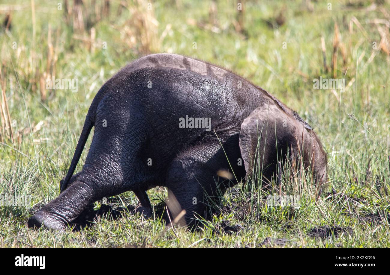 African elephant calf having fun in a mud bath Stock Photo - Alamy