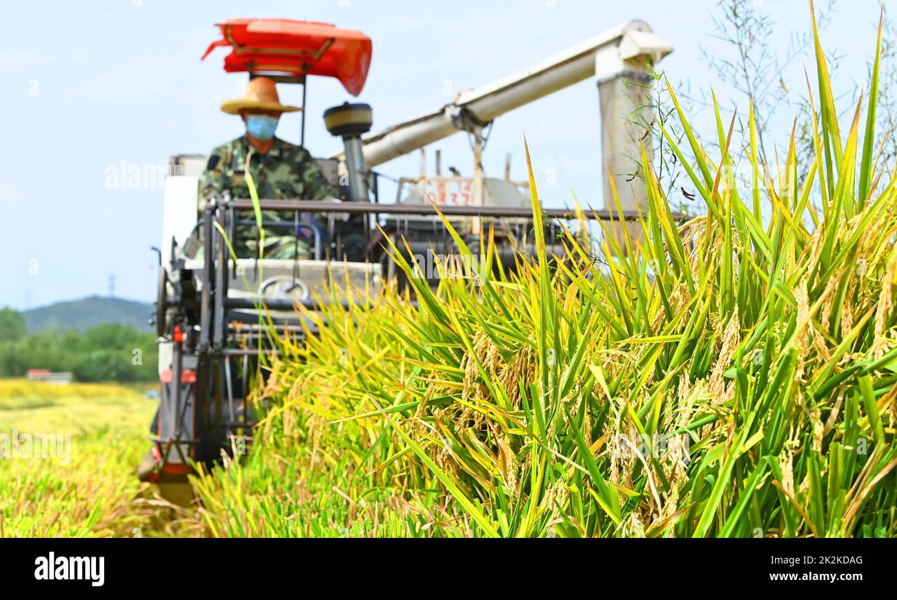 CHUZHOU, CHINA - SEPTEMBER 23, 2022 - Farmers drive agricultural ...