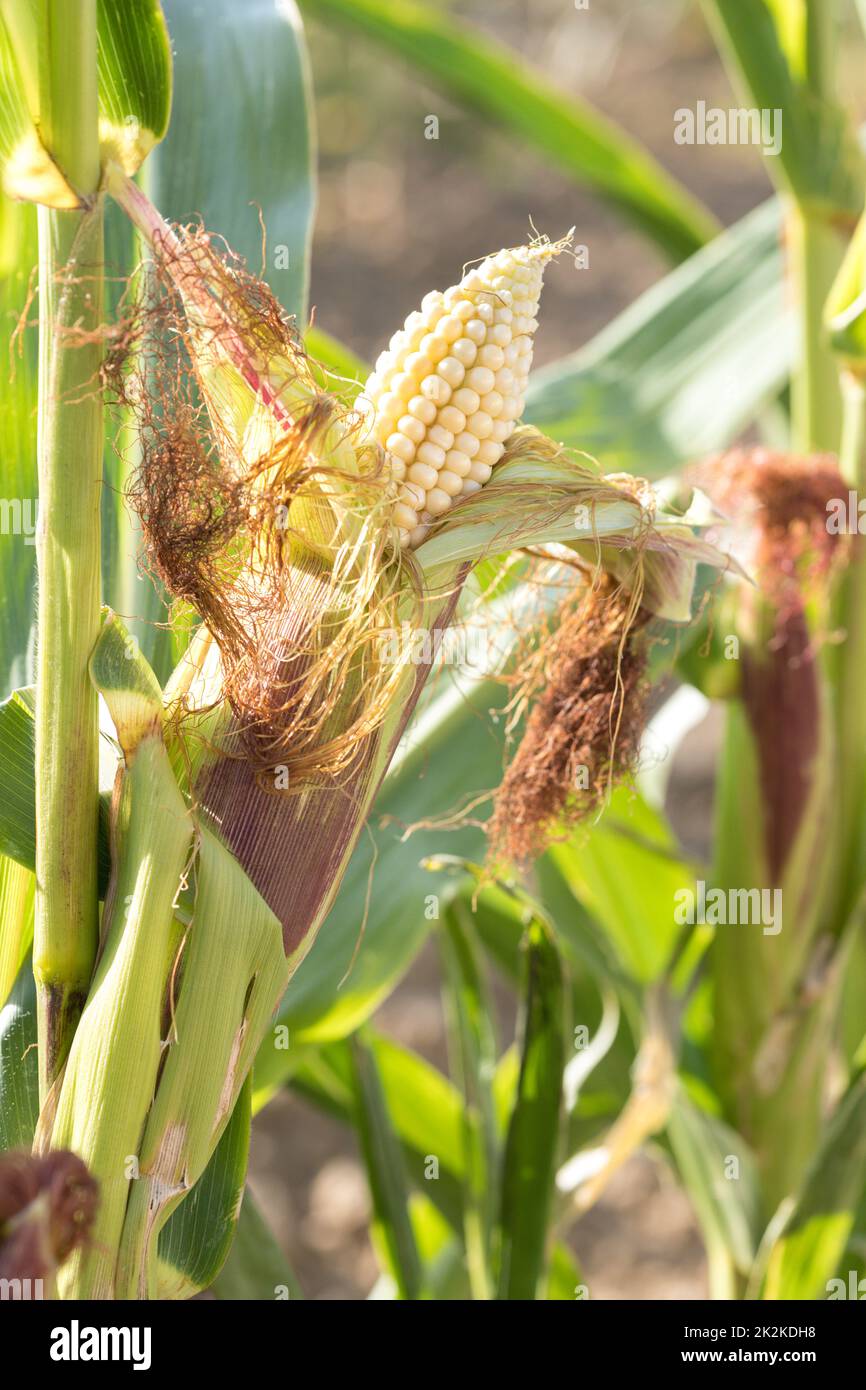 Unripe corn on the cob in a field. Lack of water in crops. Heat wave ...