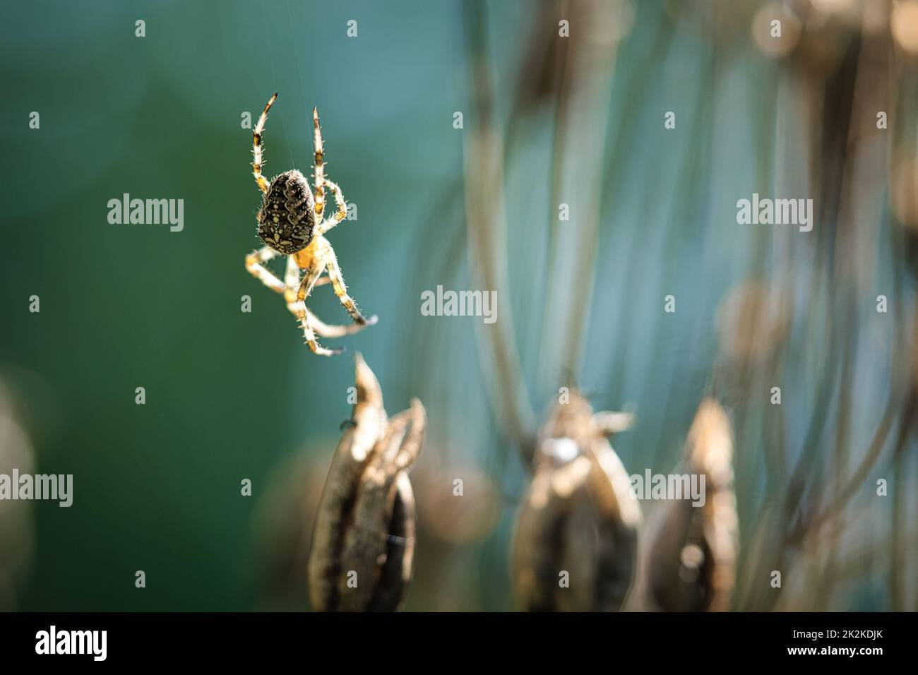 Cross spider crawling on a spider thread to a plant. Blurred background ...