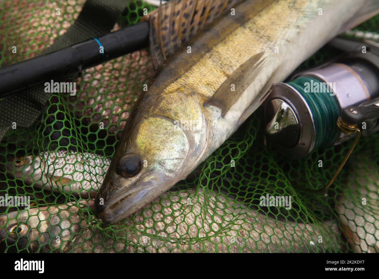 Freshwater zander fish know as sander lucioperca just taken from the ...