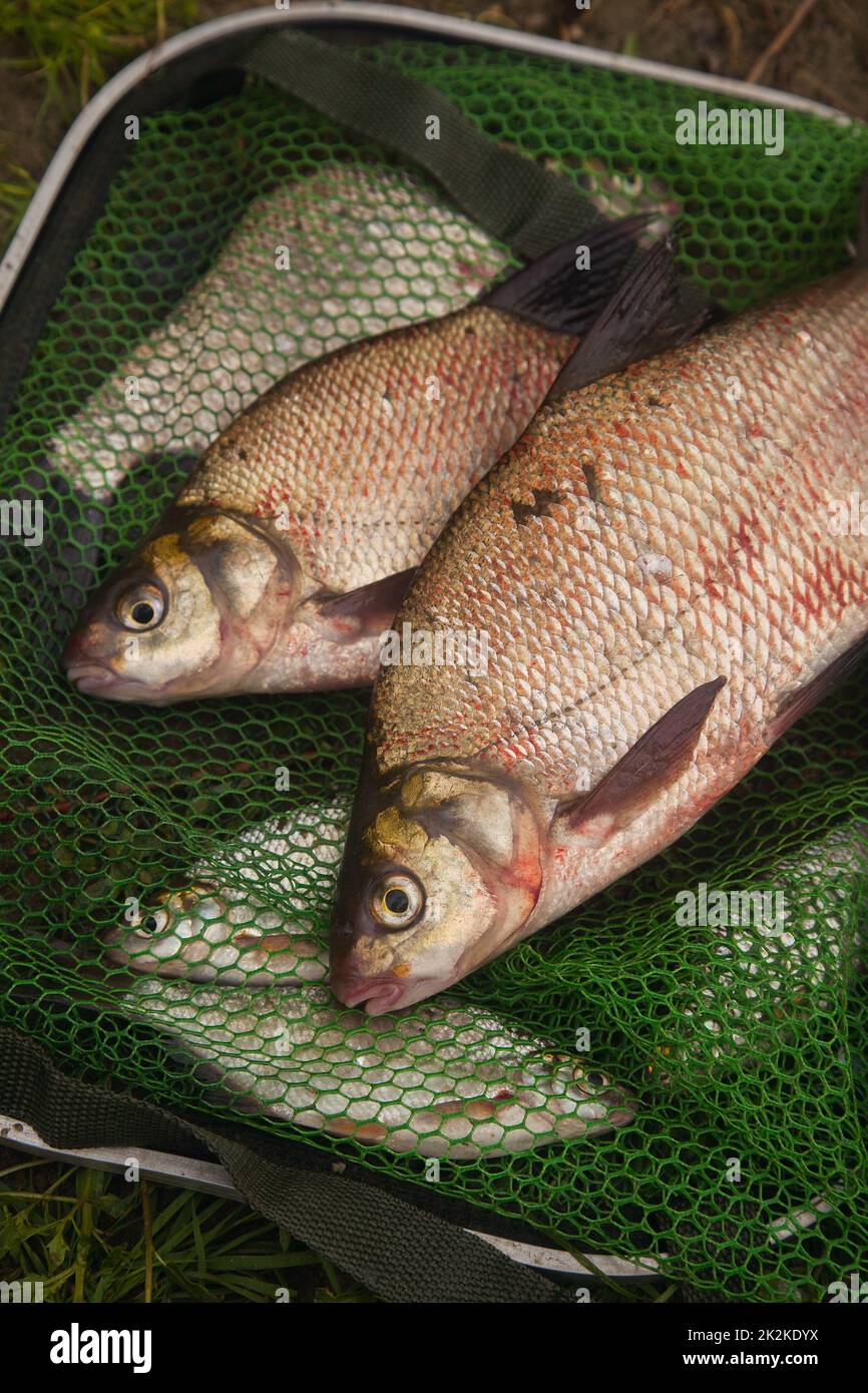 Good catch. Just taken from the water big freshwater common bream known ...