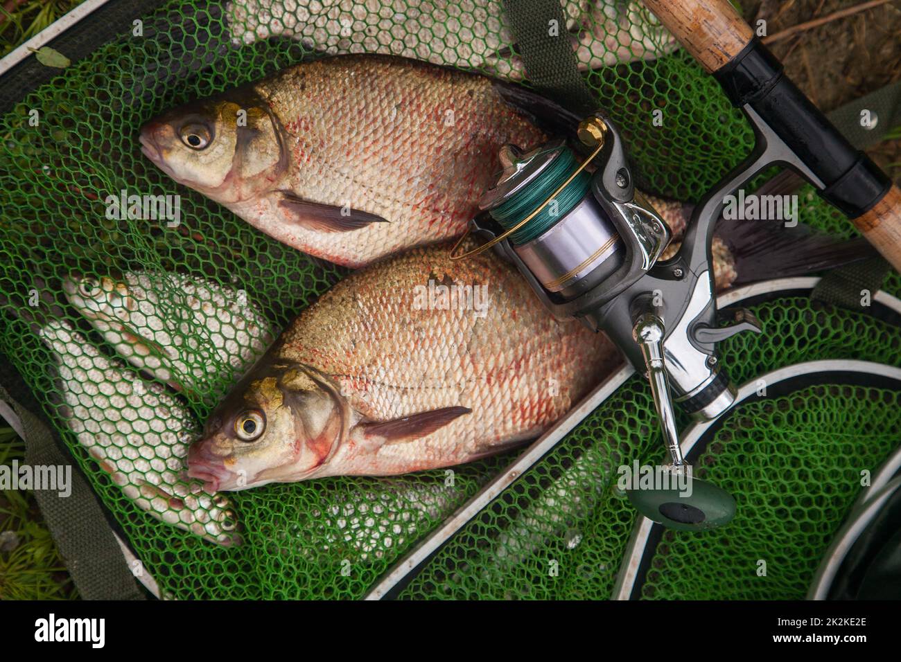 Good catch. Just taken from the water big freshwater common bream known ...