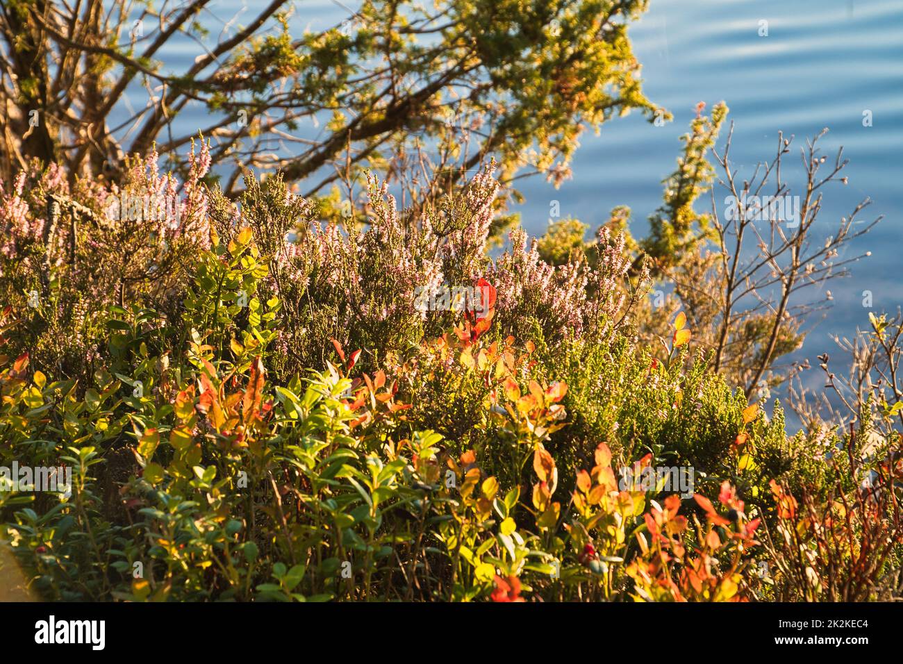 By a lake in Sweden, with blueberry bushes in the foreground. In the ...